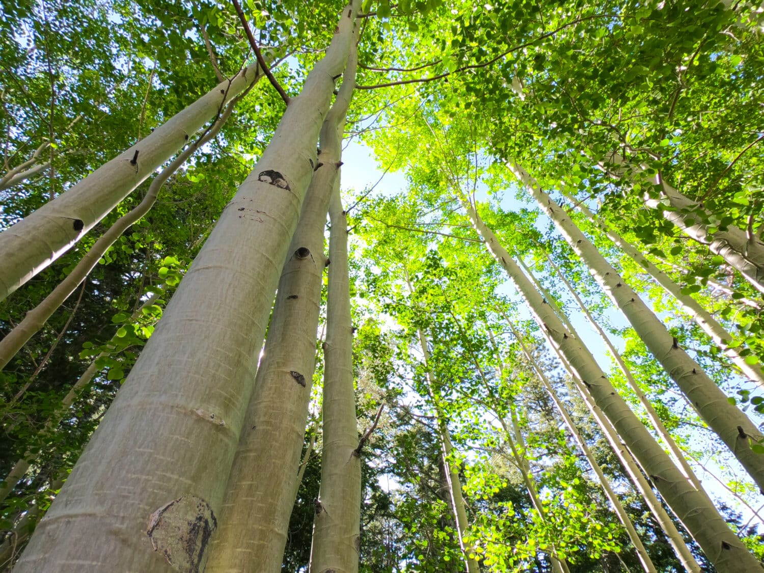 Escape the Vegas Heat at Lee Canyon - Lee Canyon